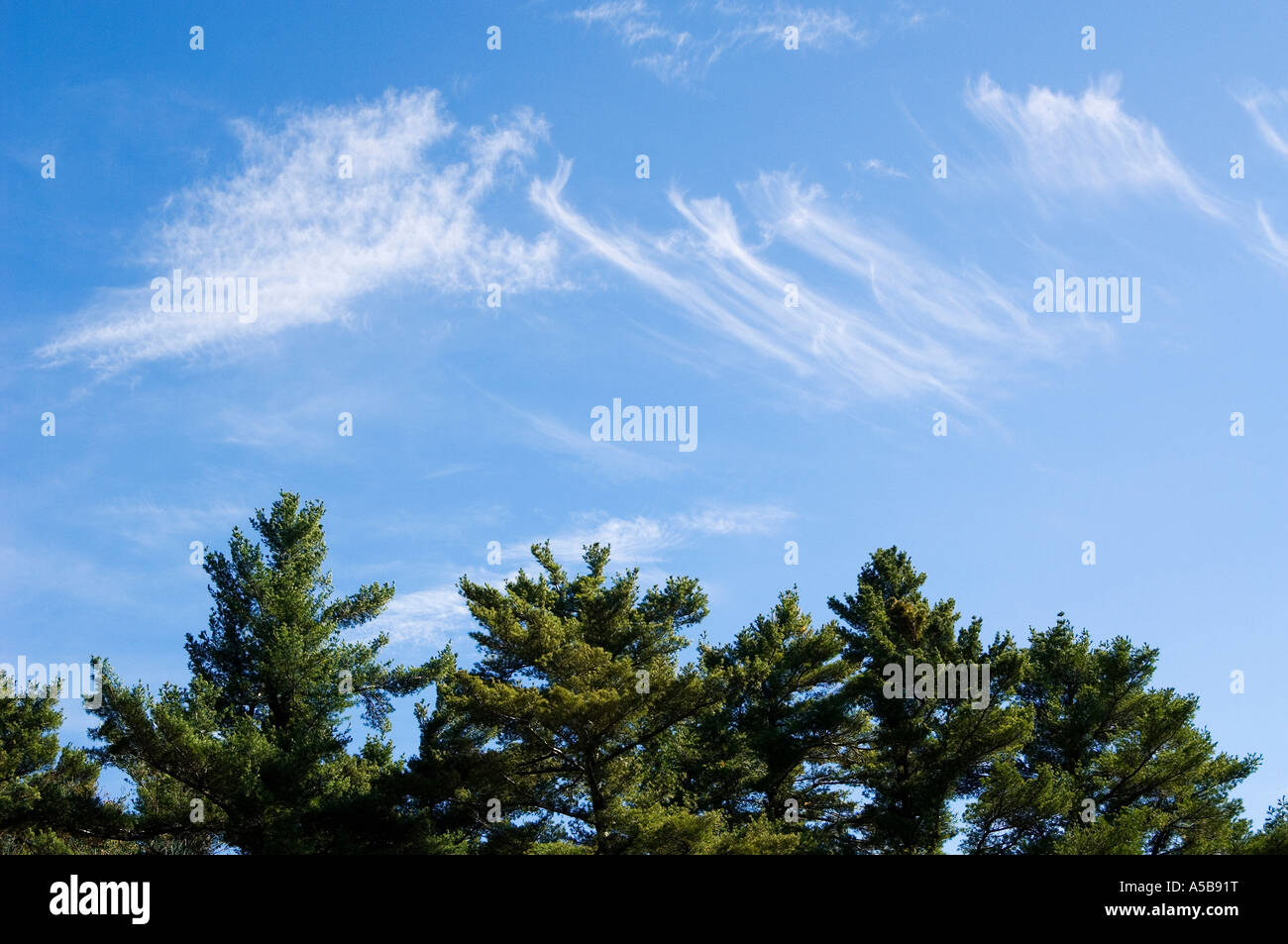 Wispy clouds above evergreen trees Stock Photo - Alamy