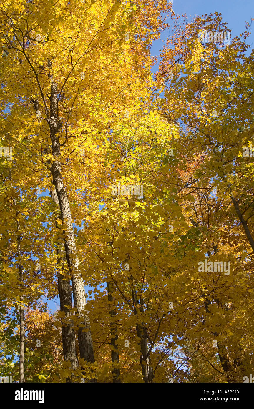 Golden fall foliage Stock Photo - Alamy