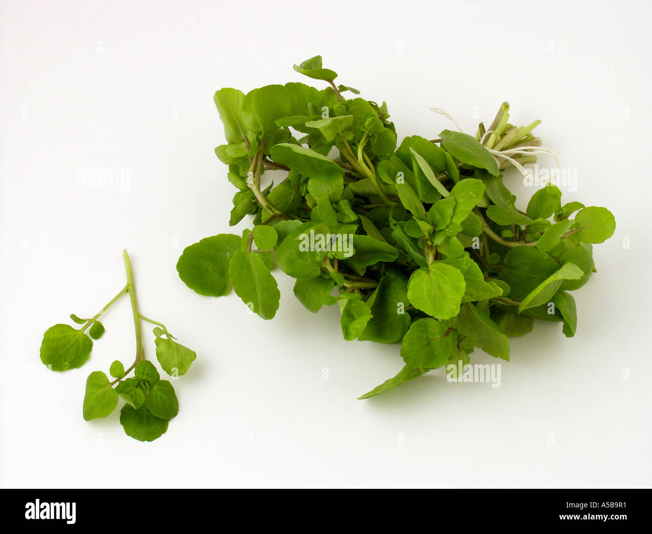 Watercress cutout hi-res stock photography and images - Alamy