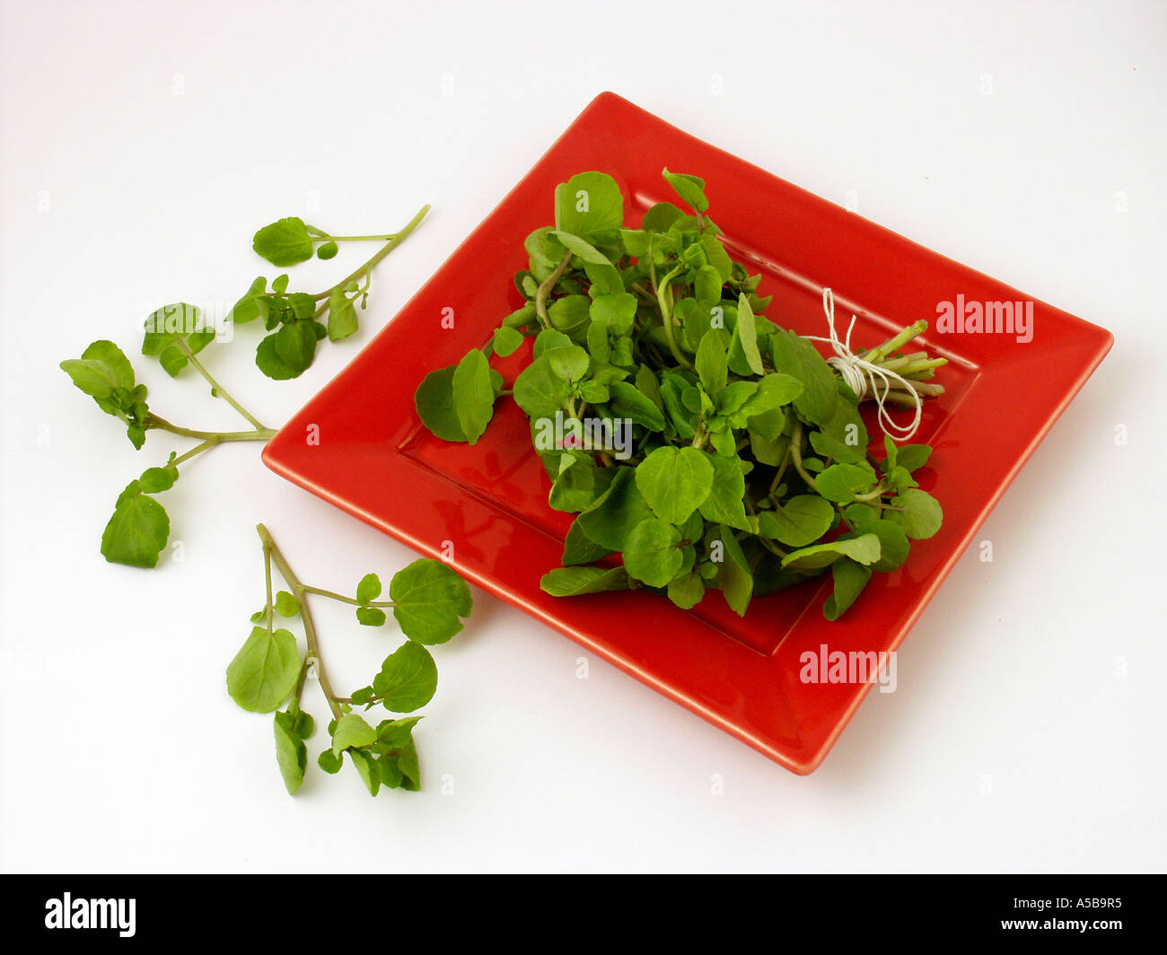 Watercress cutout hi-res stock photography and images - Alamy