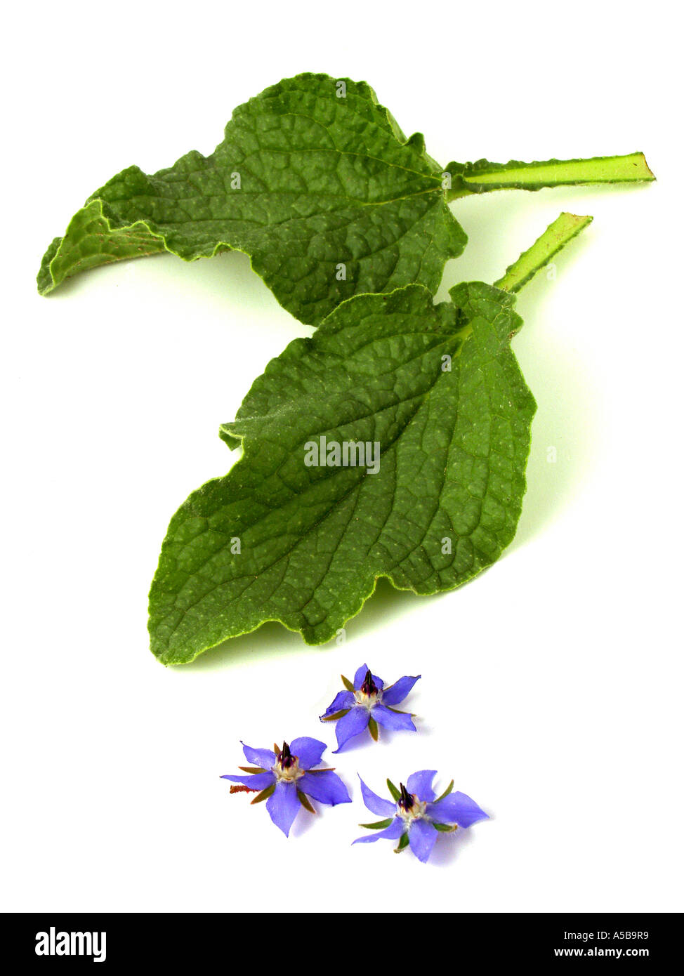 Plant intake Cut Out Stock Images & Pictures - Alamy
