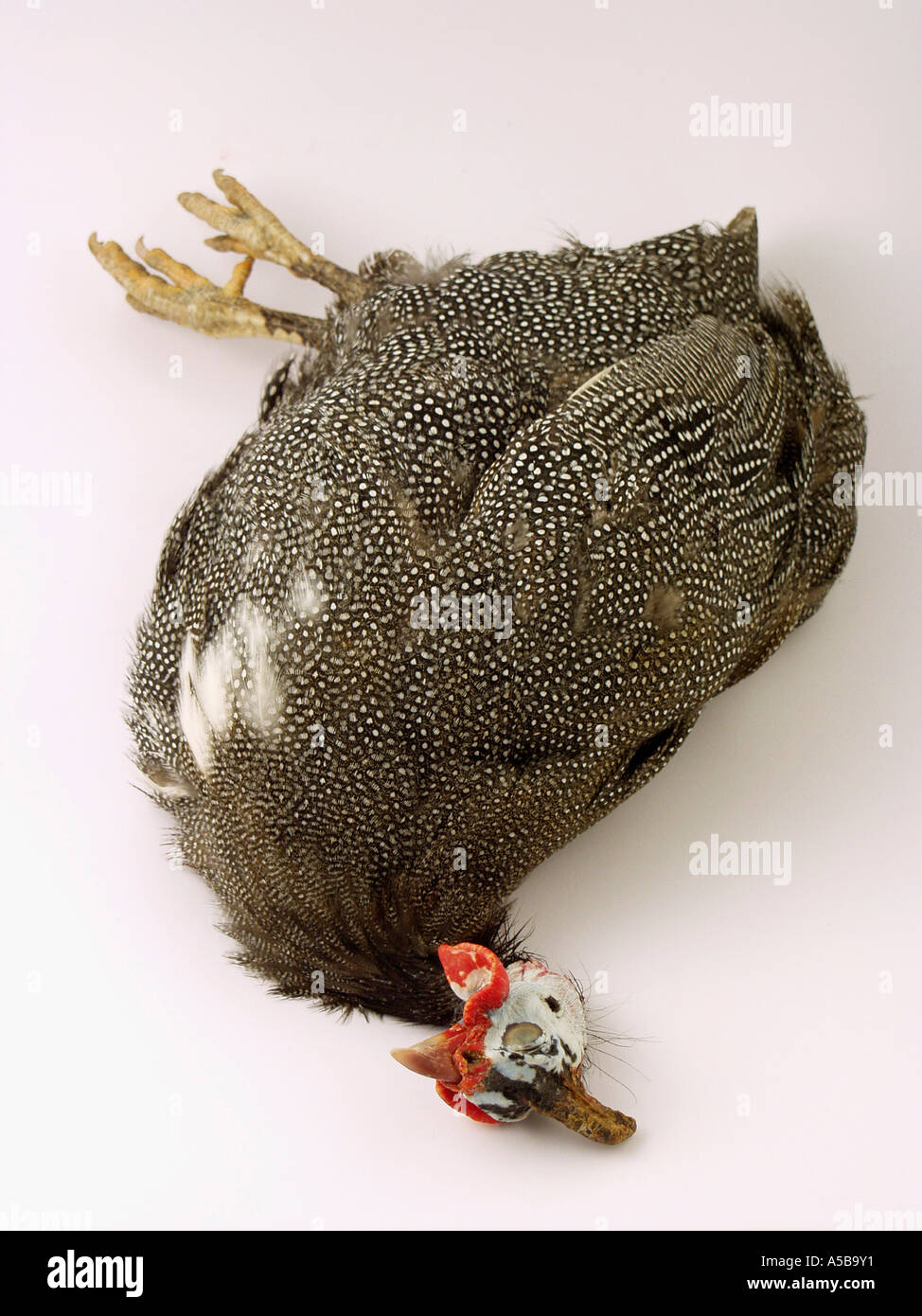 Close up guinea fowls bird hi-res stock photography and images - Alamy