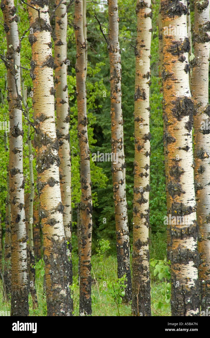 Birch trees in forest Stock Photo - Alamy