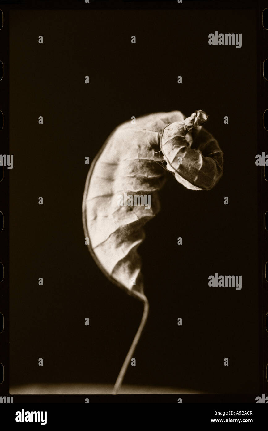 Leaf curled hi-res stock photography and images - Alamy