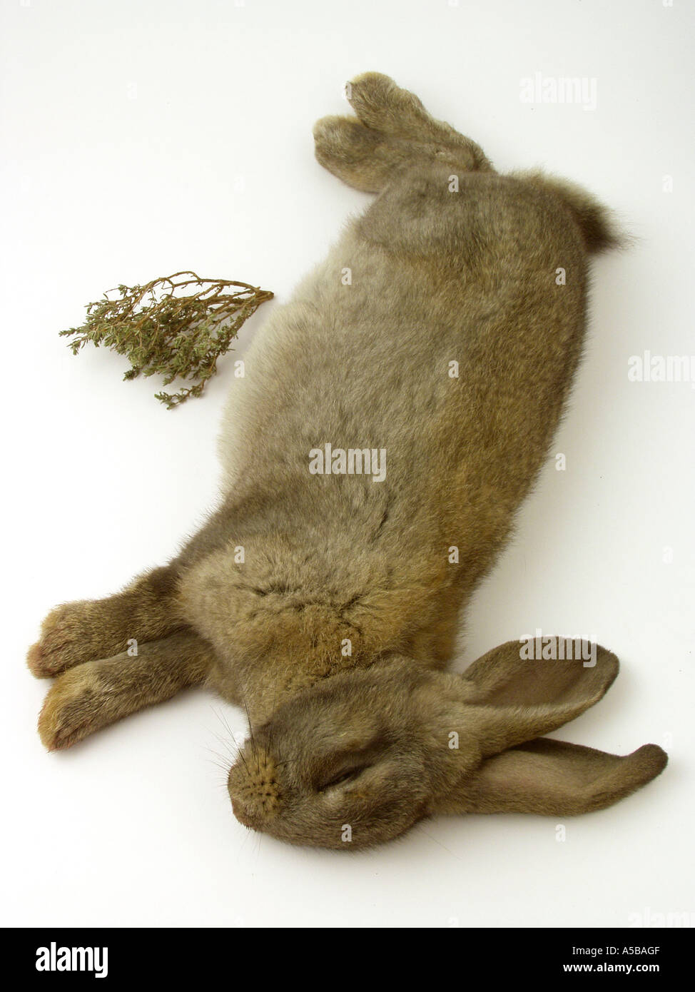 Dead rabbit hi-res stock photography and images - Alamy