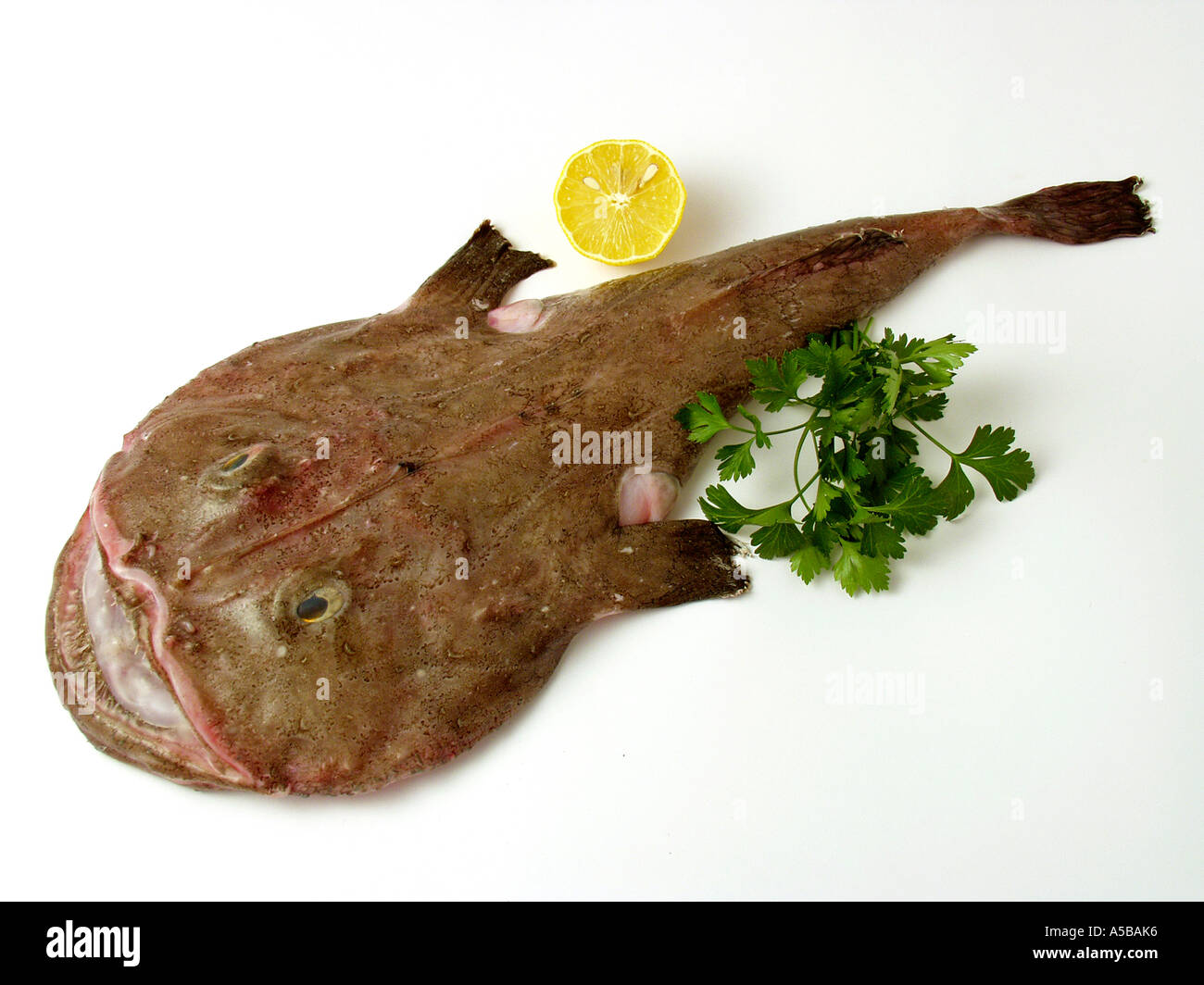 Anglerfish light hi-res stock photography and images - Alamy