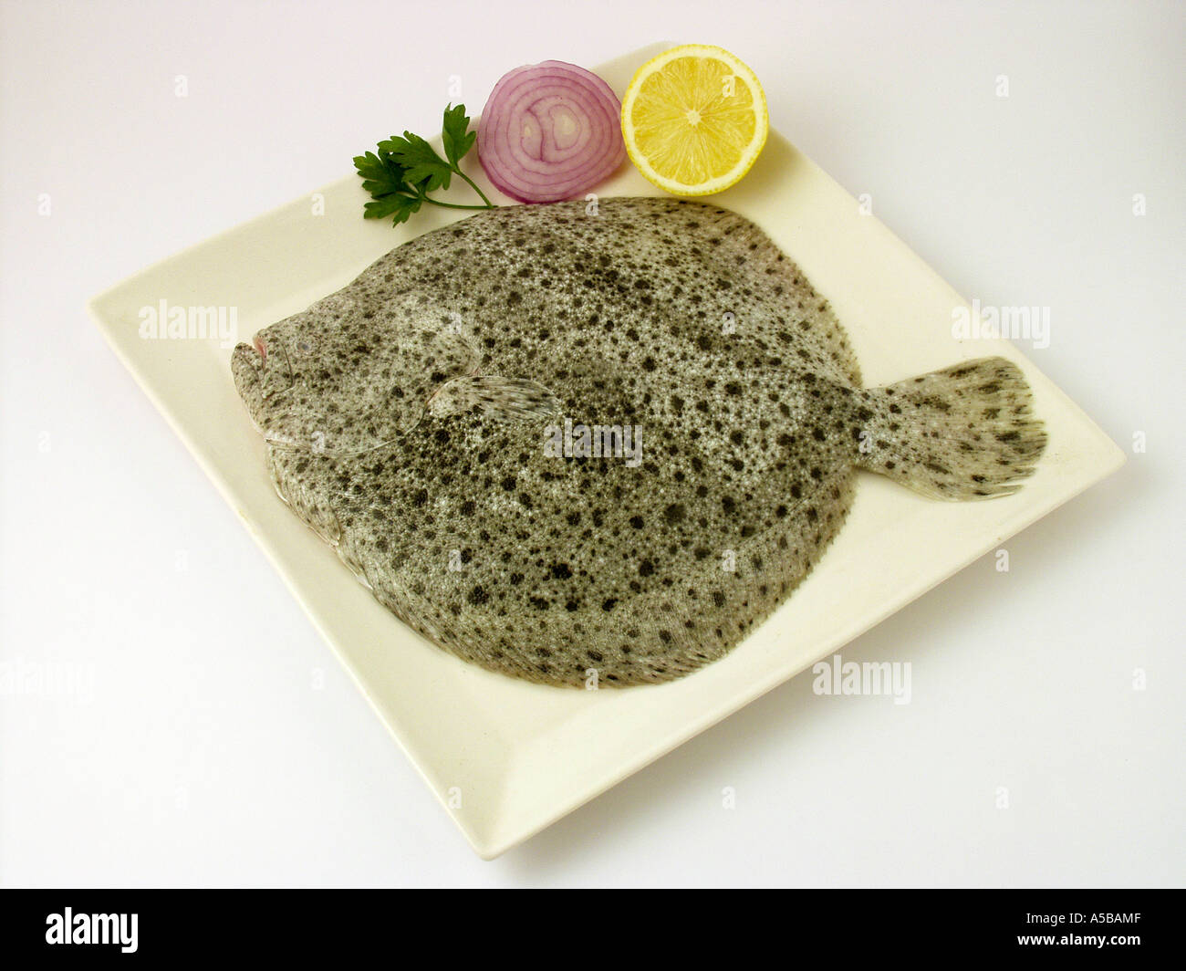 Turbot fish hi-res stock photography and images - Alamy