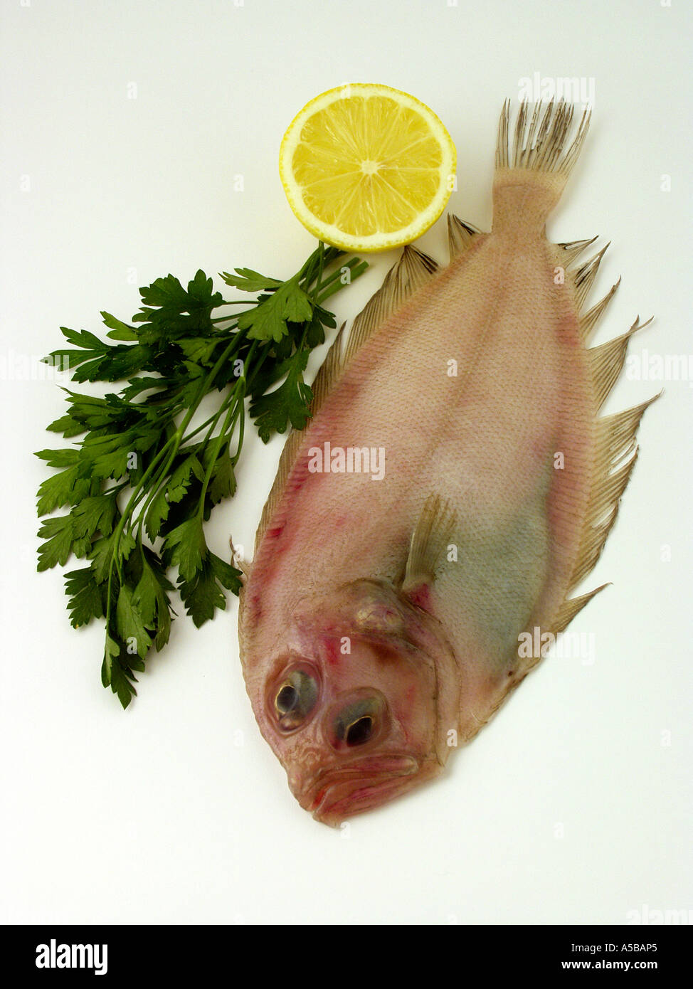John dory fish Stock Photo - Alamy