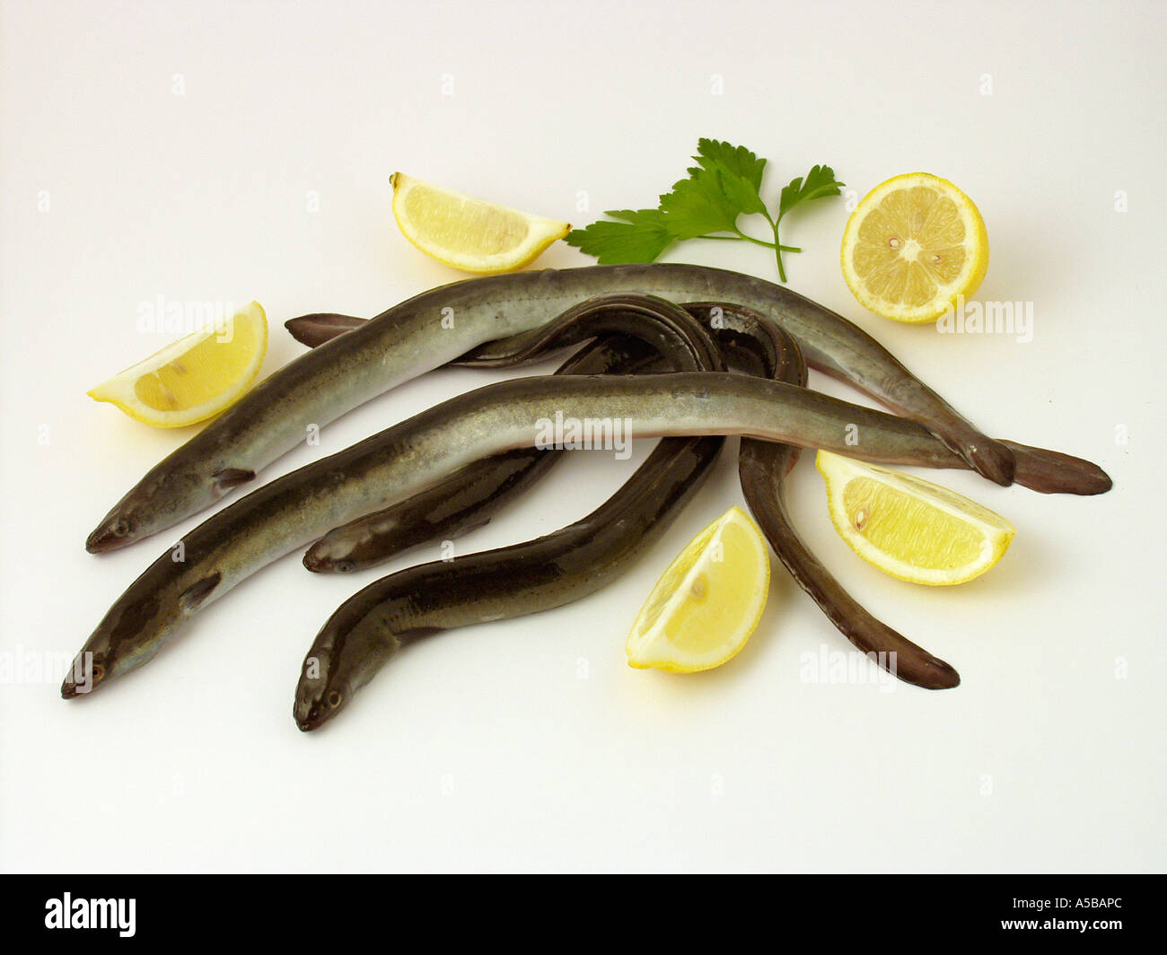 Eels isolated hi-res stock photography and images - Alamy