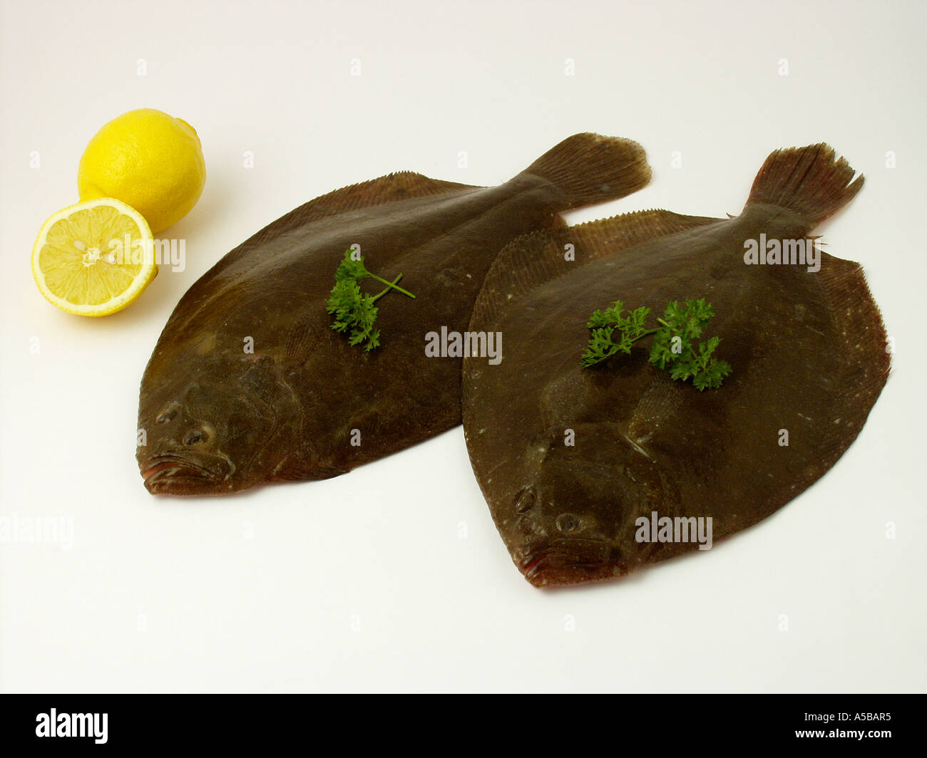 Brill fish hi-res stock photography and images - Alamy