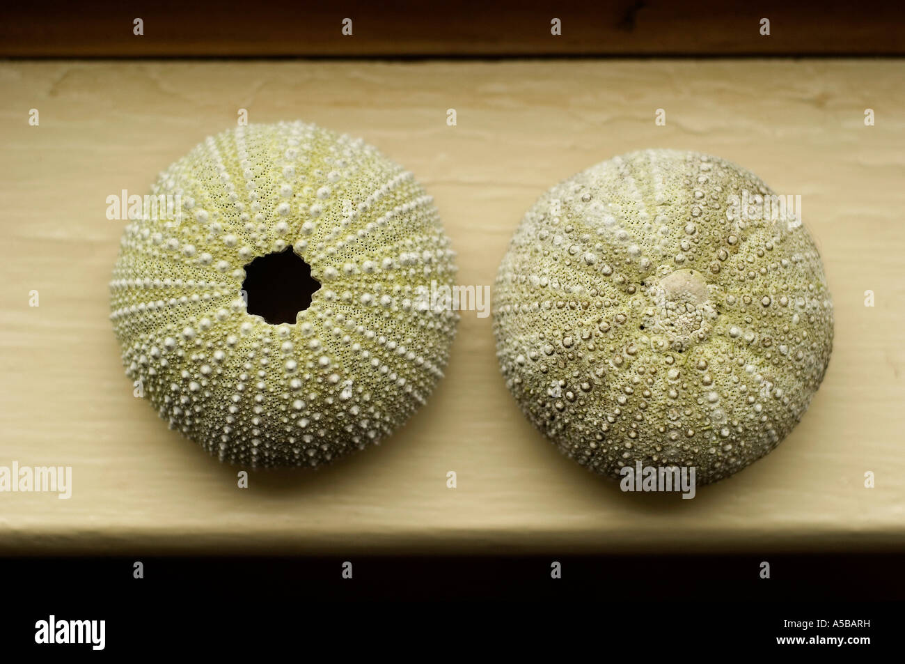 Two seashells on window sill Stock Photo - Alamy