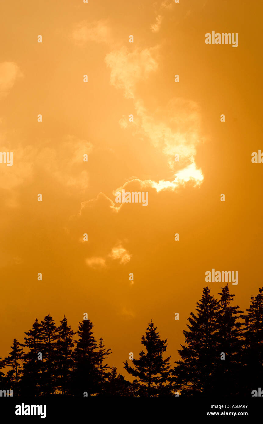 Warm summer sunset sky with trees Stock Photo - Alamy