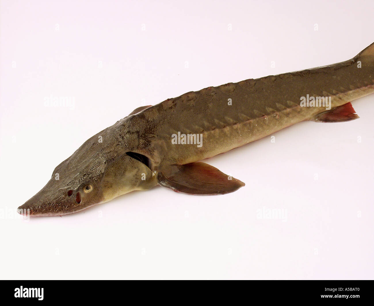 Sturgeon fish russia hi-res stock photography and images - Alamy