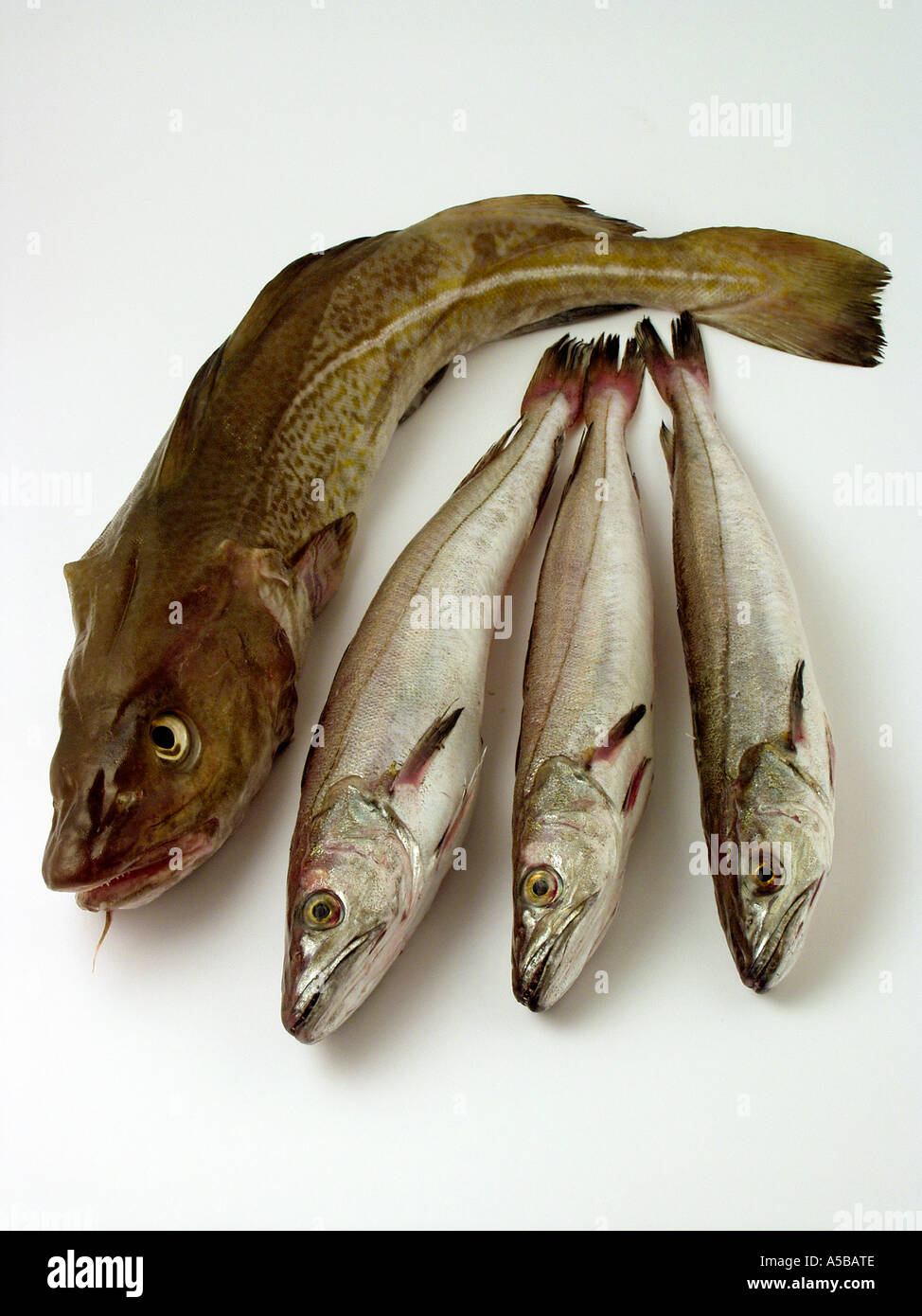 Cod and hake Stock Photo - Alamy