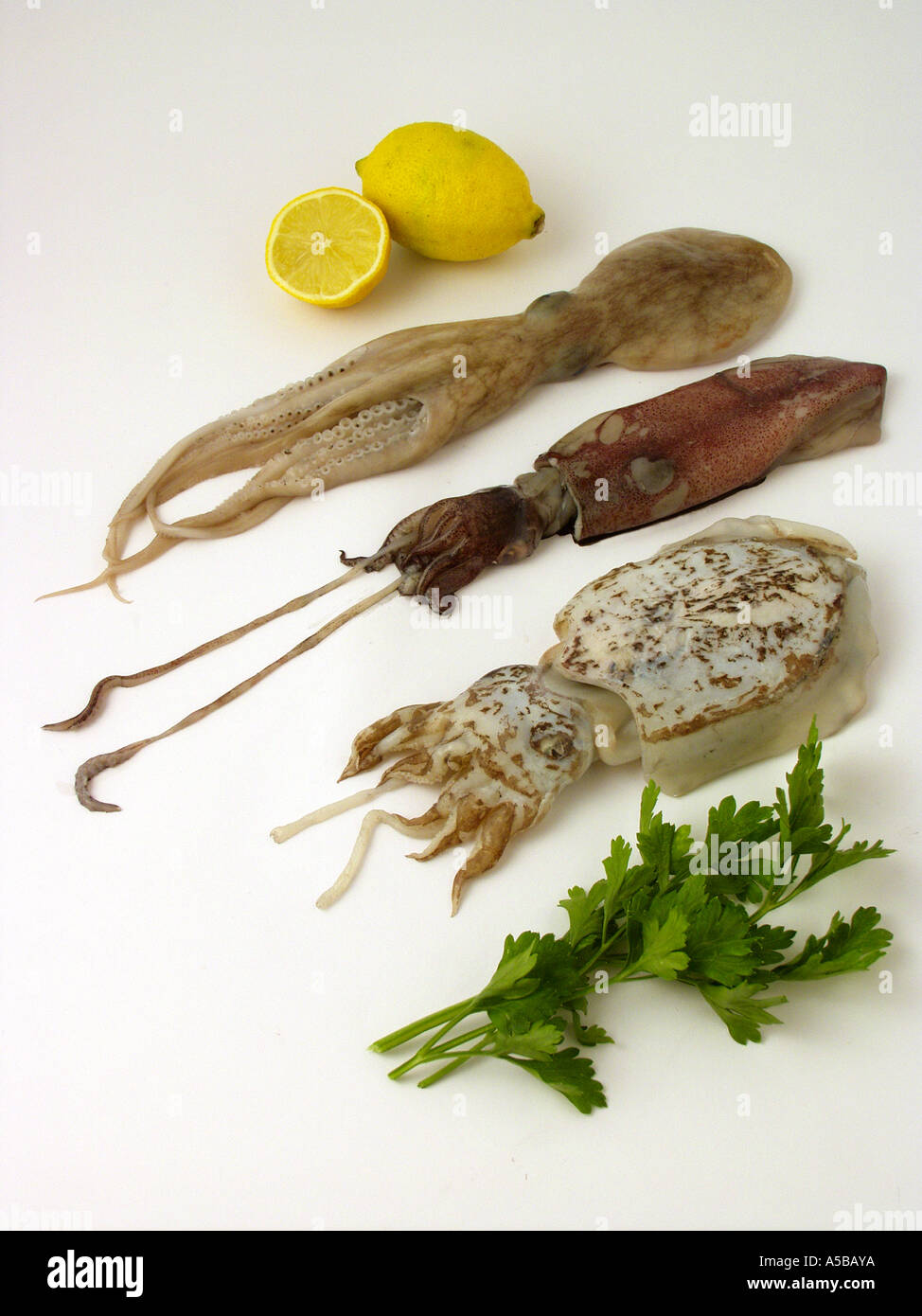 Octopus, squid and cuttlefish Stock Photo - Alamy