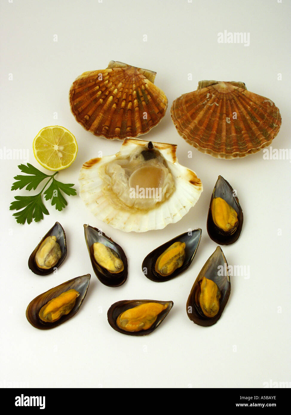 Small scallops and mussels Stock Photo - Alamy