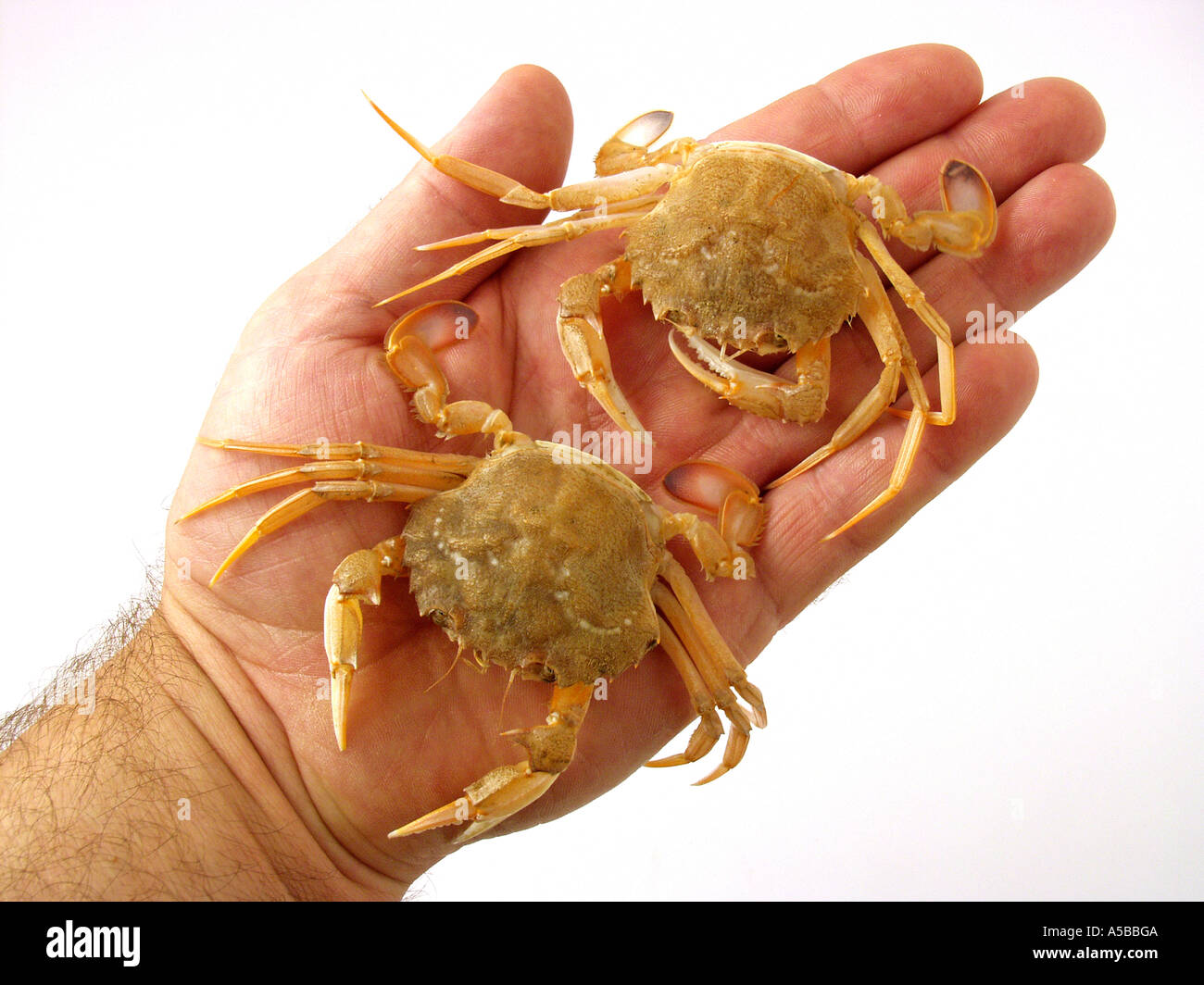 Hold crabs in the hand hi-res stock photography and images - Alamy