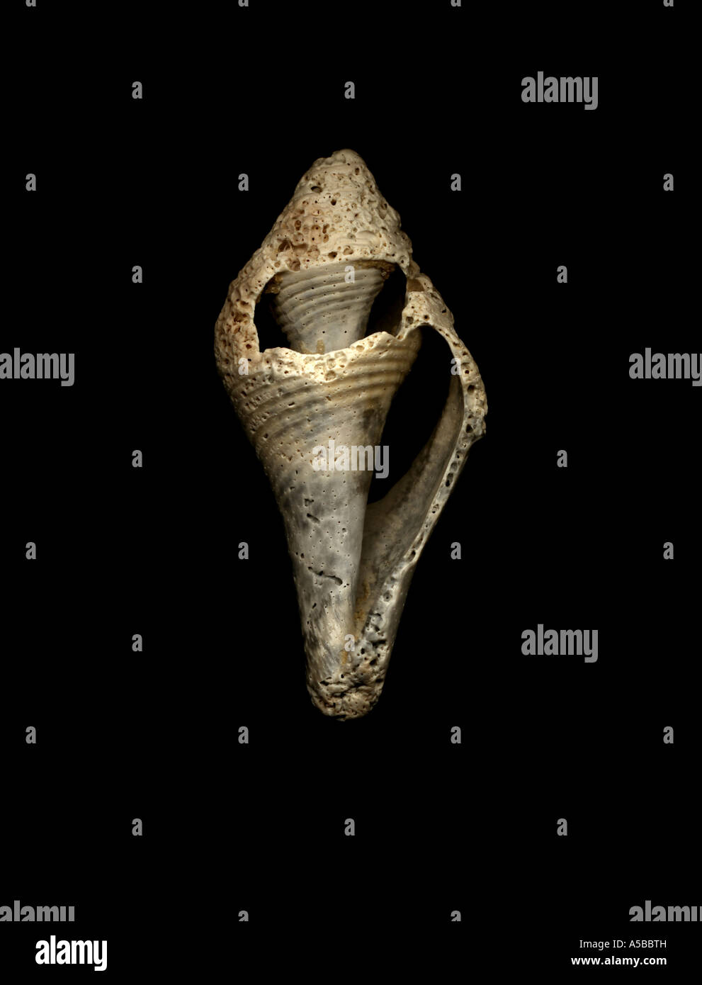 Weathered seashell hi-res stock photography and images - Alamy