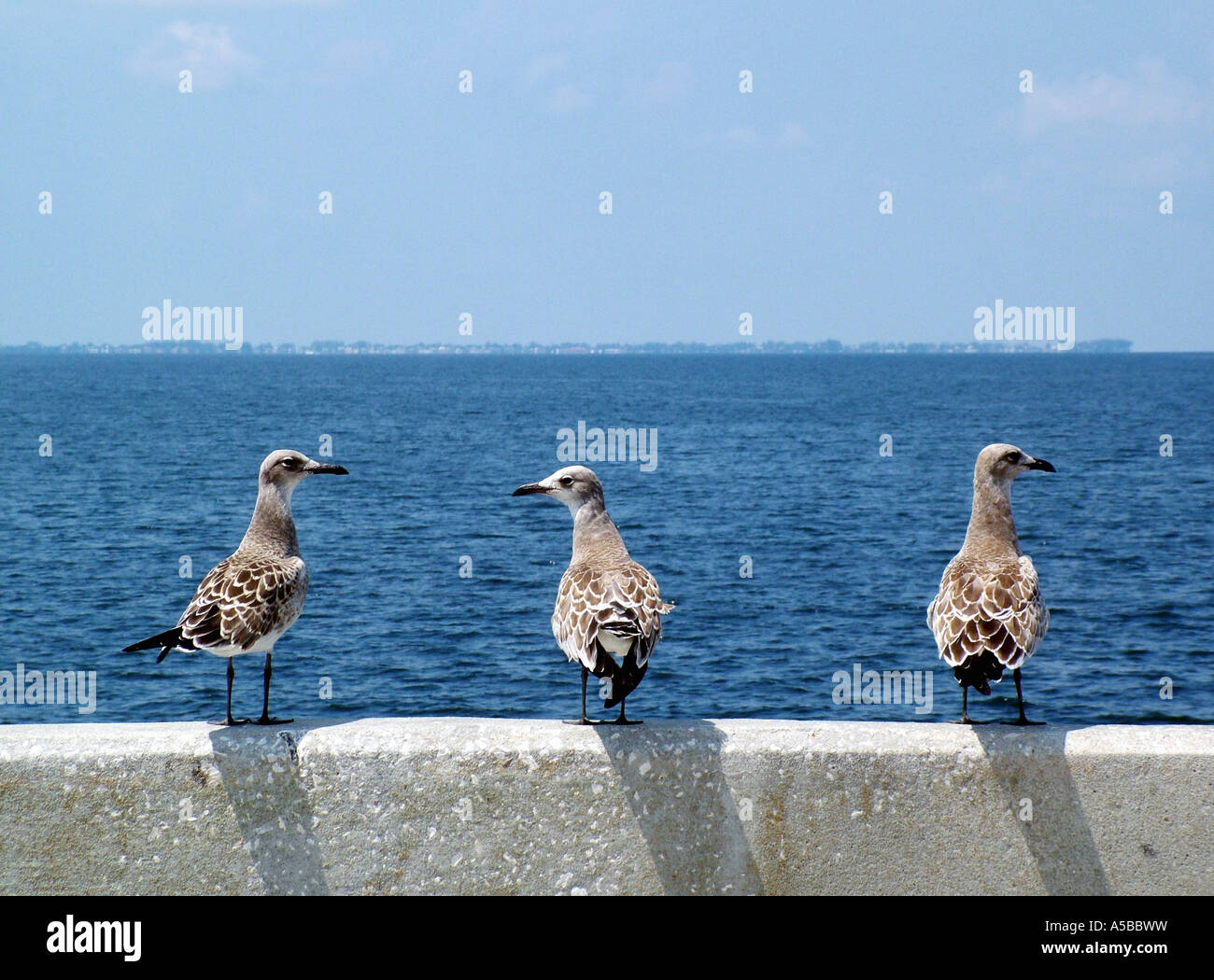 Three seagulls sitting on railing Stock Photo - Alamy