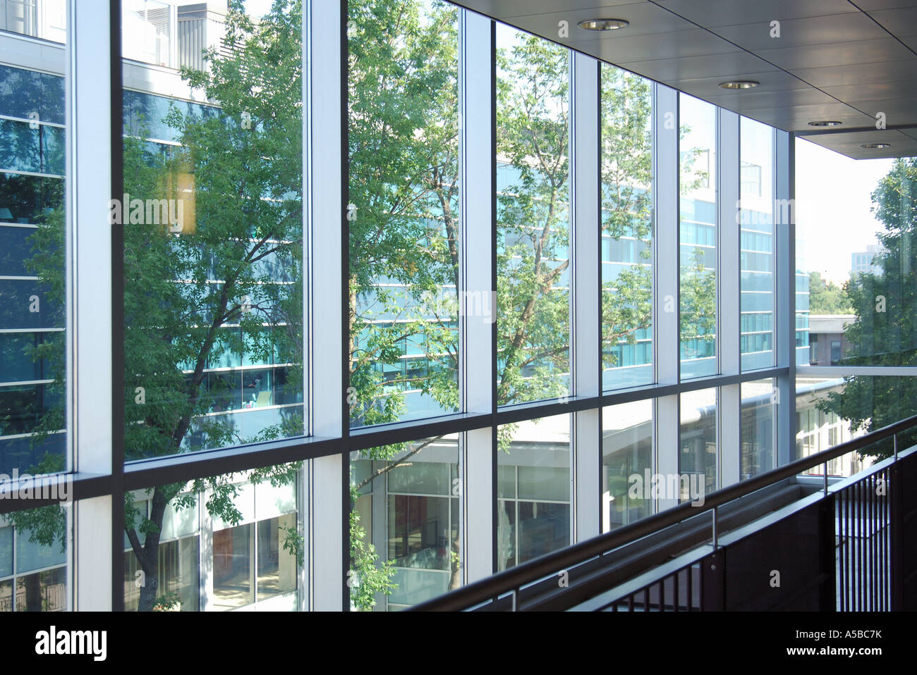 Tree on other side of glass Stock Photo - Alamy