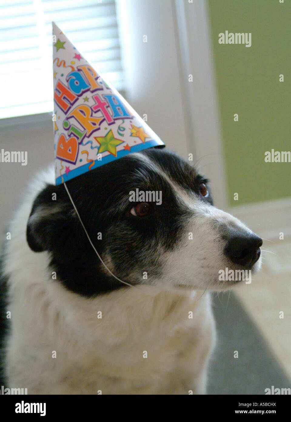 B&W dog celebrating birthday Stock Photo - Alamy