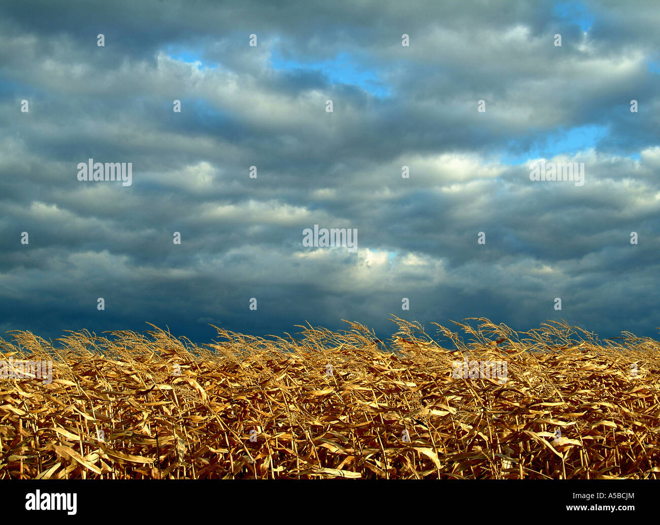 Dried corn field beneath grey storm clouds Stock Photo - Alamy