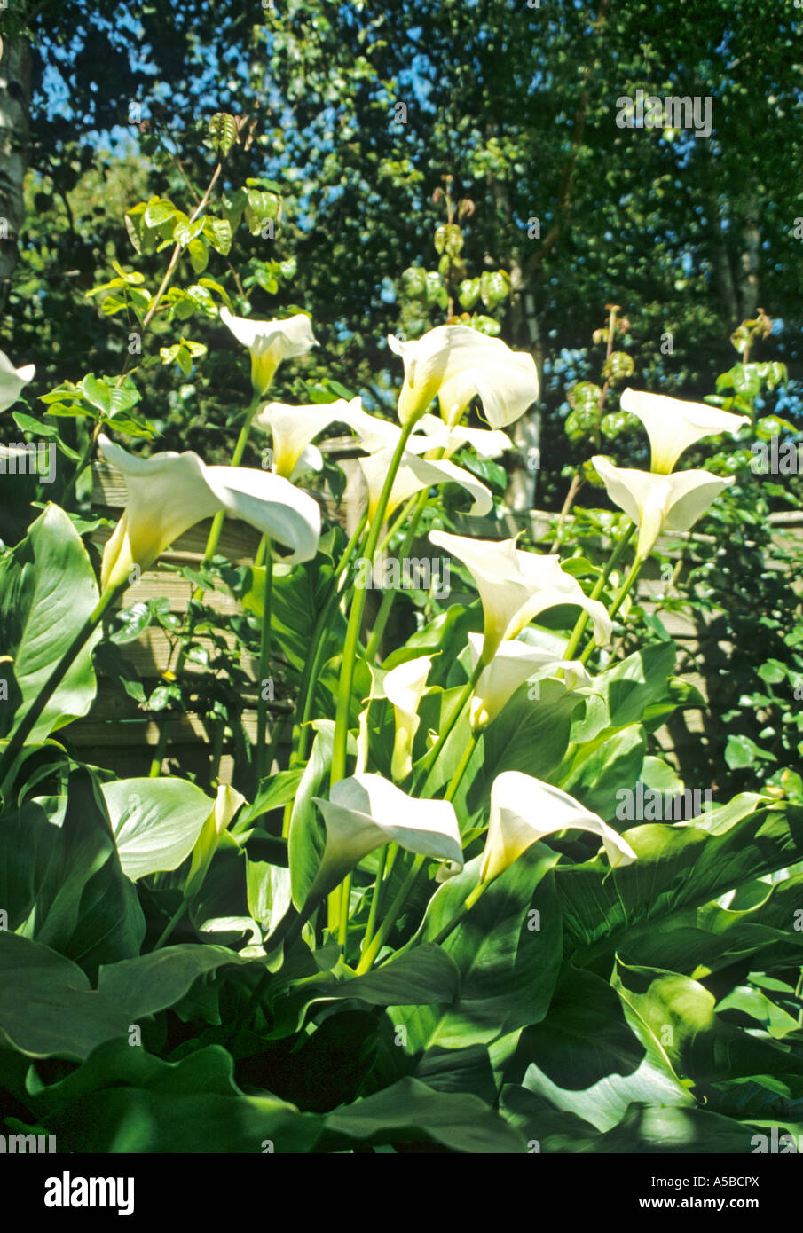 Arum lillies hi-res stock photography and images - Alamy