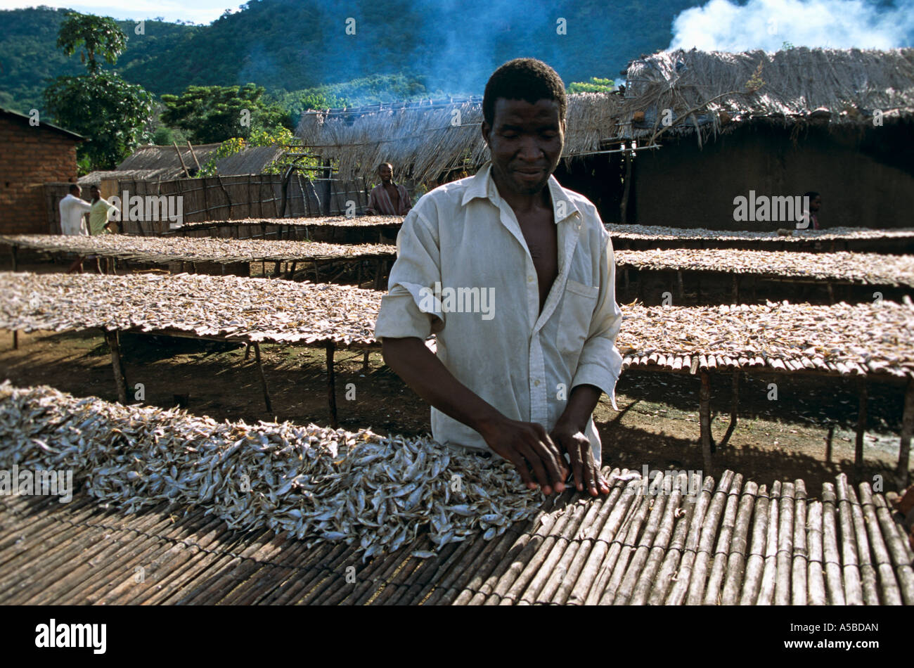 Man sorting smoked fish, Malawi, Africa Stock Photo - Alamy