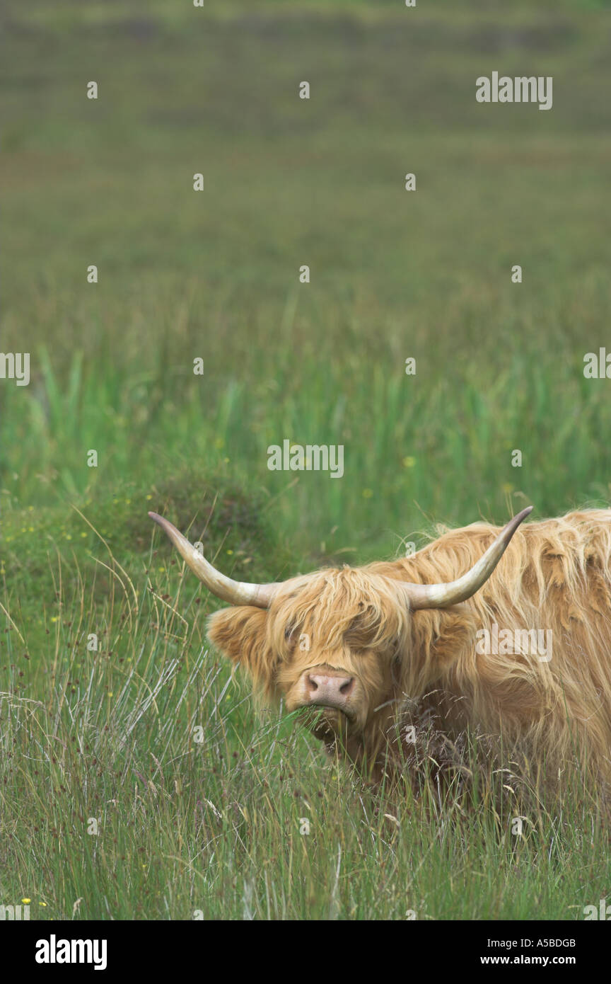Highland cattle. Isle of Skye, Scotland Stock Photo - Alamy