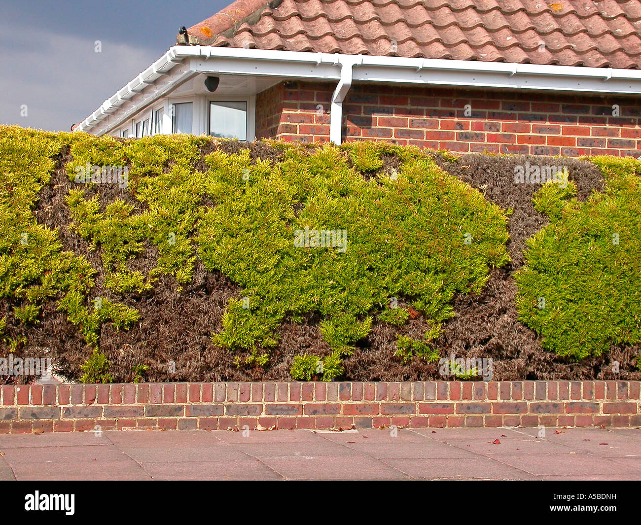 hedge cut back to the bare wood due to over pruning and cutting down ...