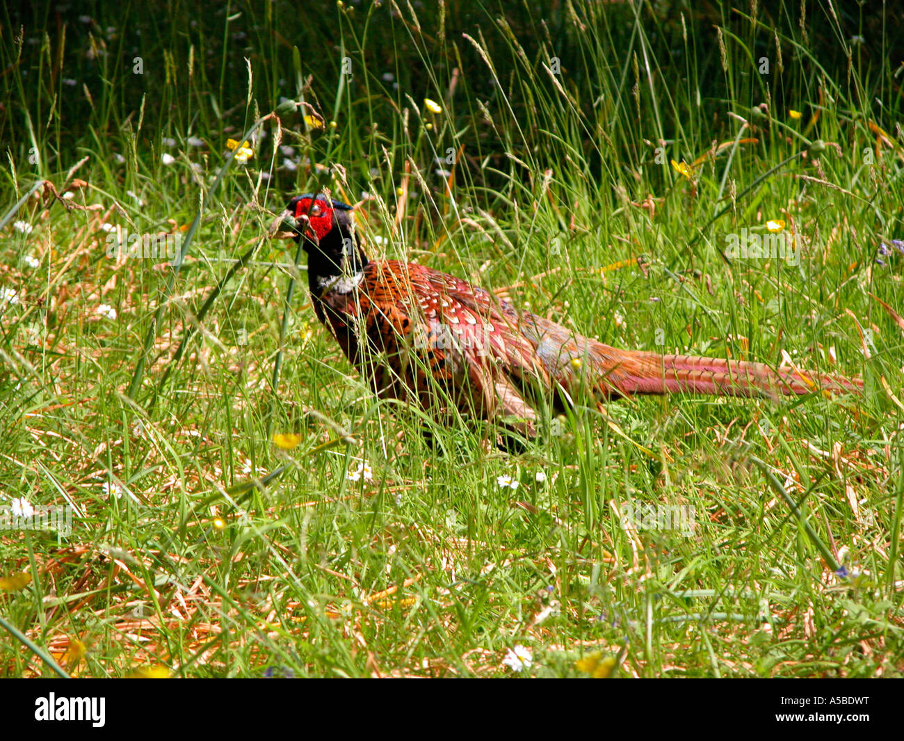 Farmed pheasant hi-res stock photography and images - Alamy