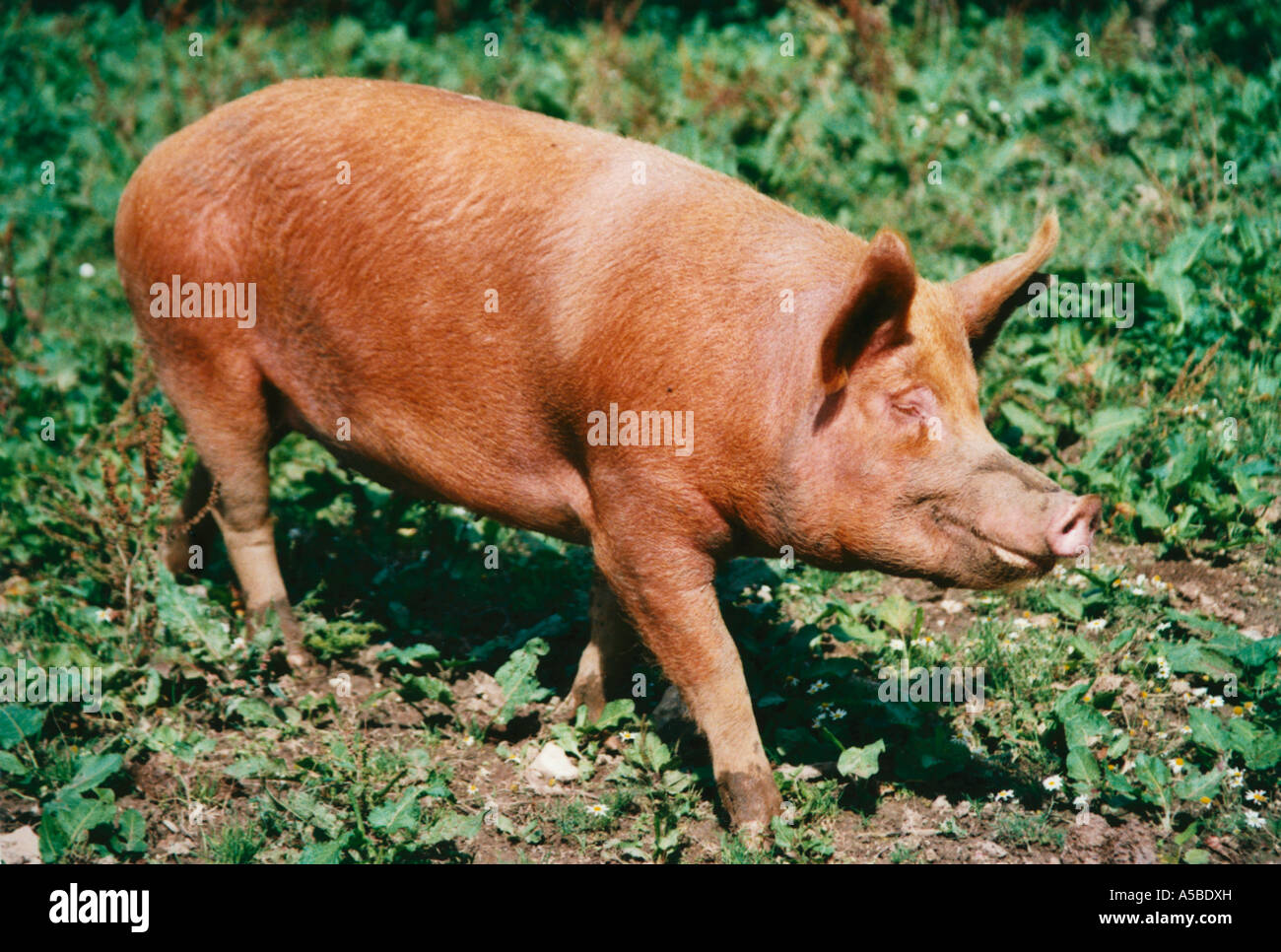 organic pig wandering round grassland pig farming now in decline due to ...