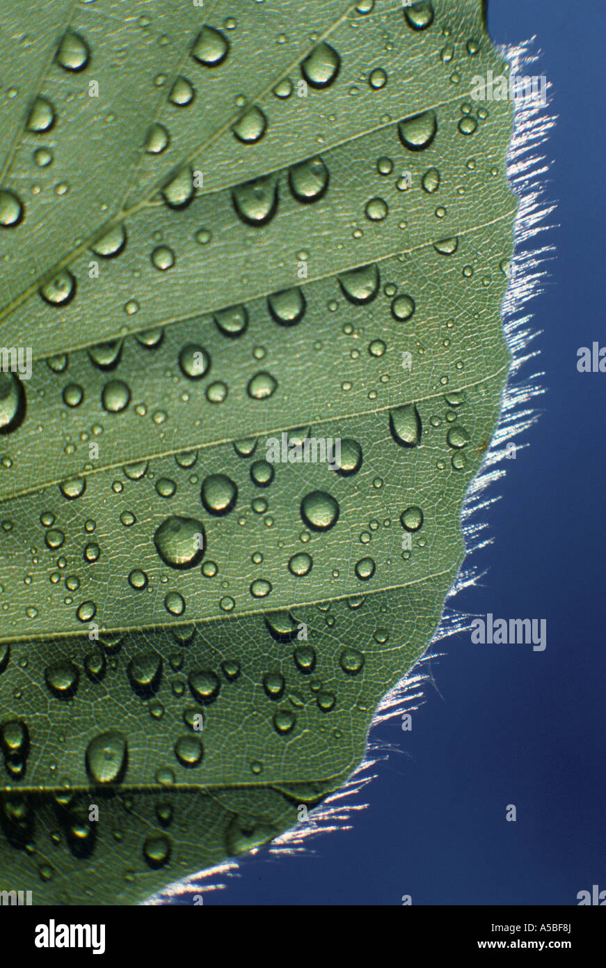 Upright leaf hi-res stock photography and images - Alamy