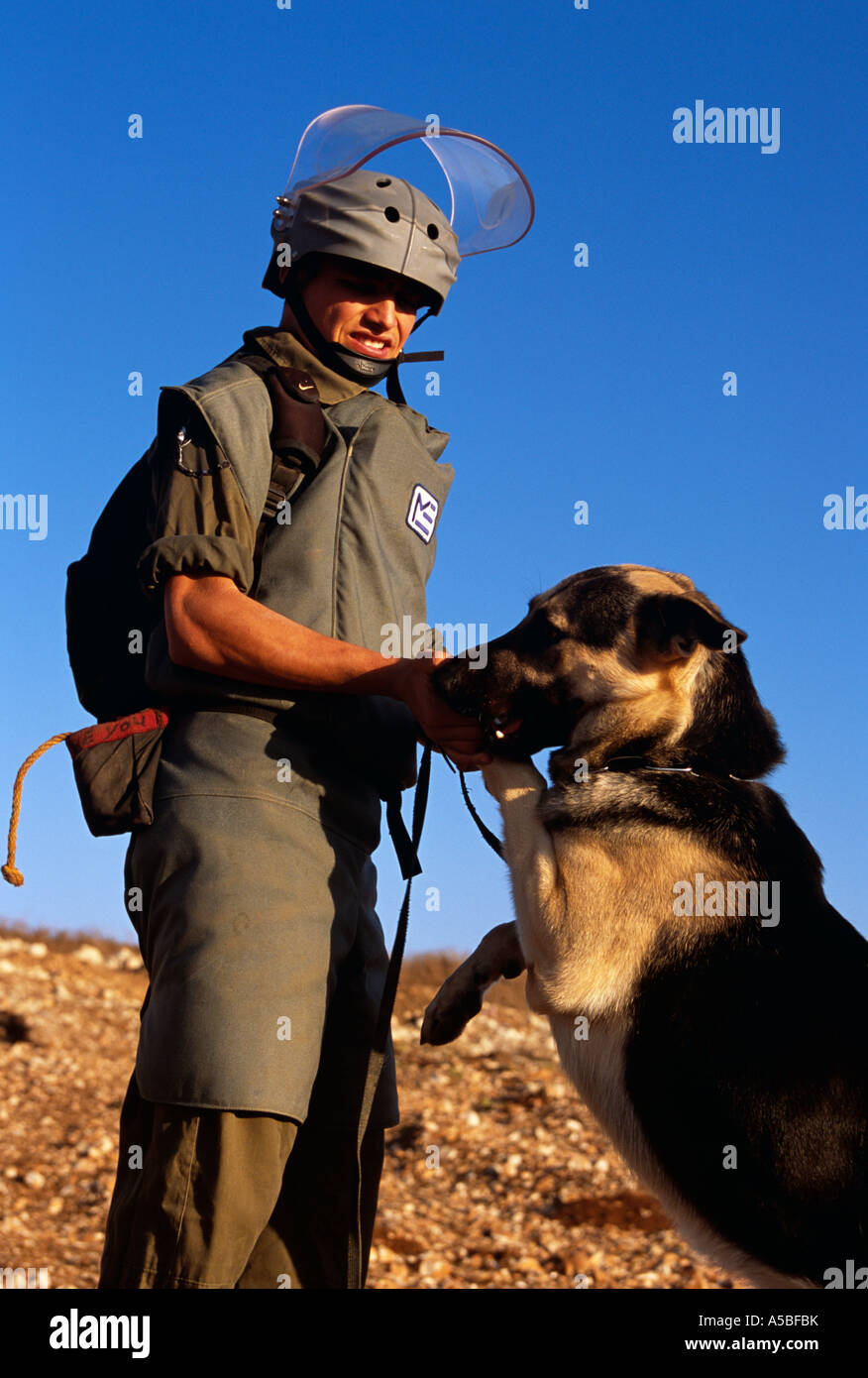 Military dog helmet camera hi-res stock photography and images - Alamy