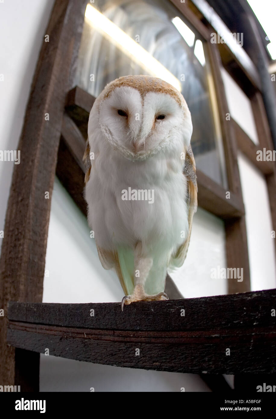 Barn Owl Tyto alba Stock Photo - Alamy
