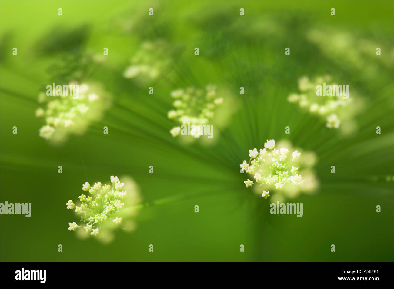 Impressionist flower hi-res stock photography and images - Alamy