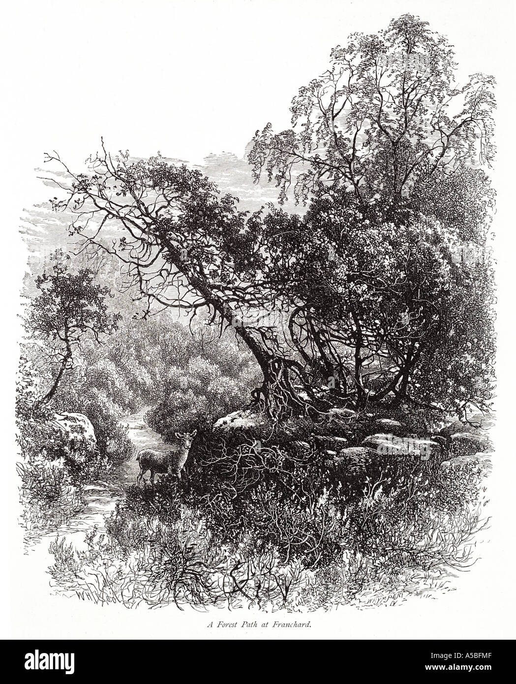 The Quiet Nature Drawing