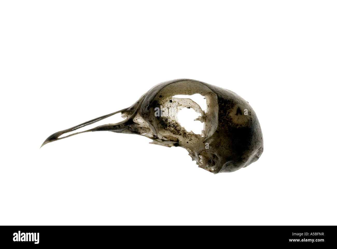 BONES A COLLECTION OF BONES FOUND BY MY LITTLE BOY JACOB WHEN HE WAS 9 ...