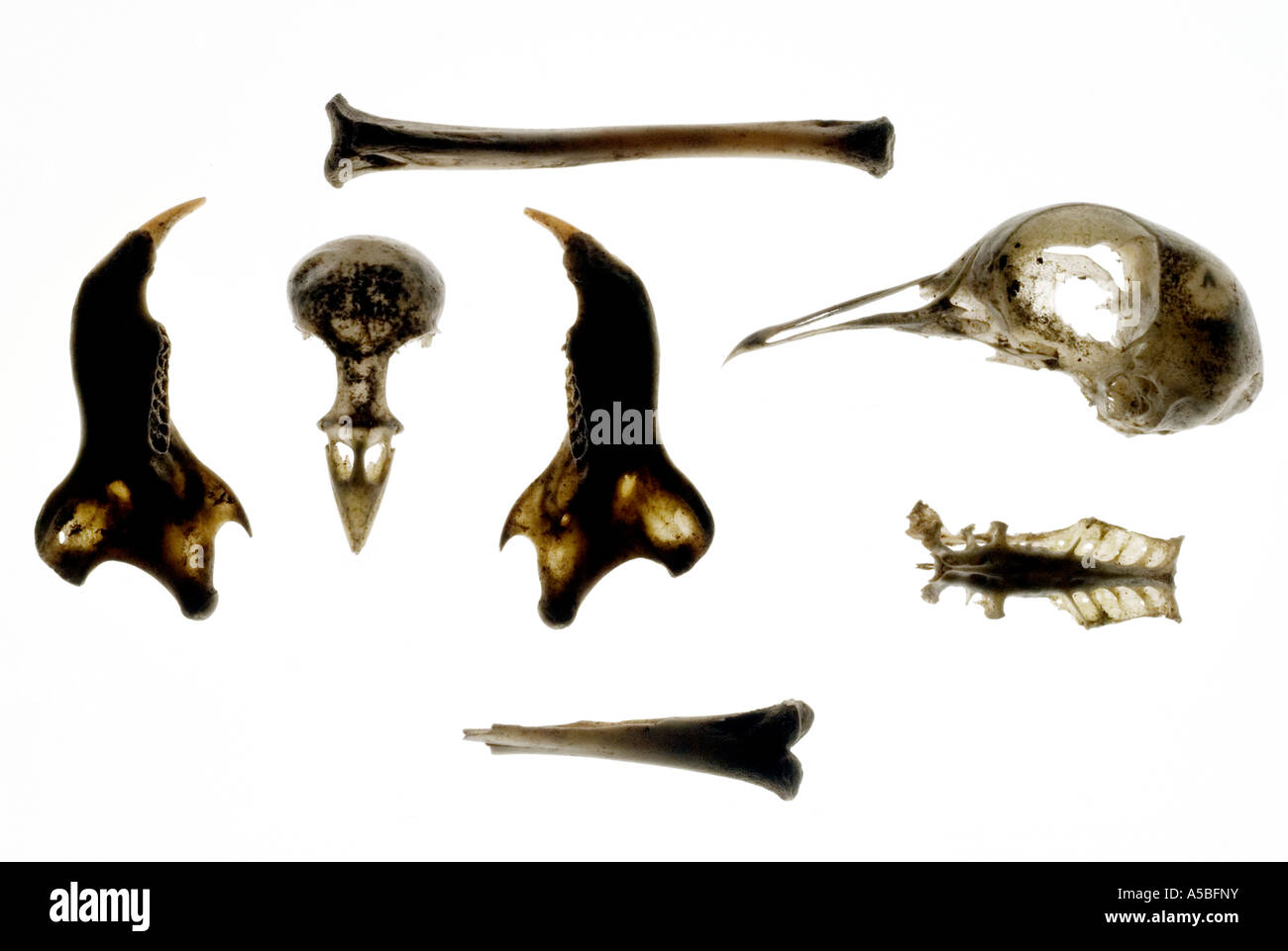 BONES A COLLECTION OF BONES FOUND BY MY LITTLE BOY JACOB WHEN HE WAS 9 ...