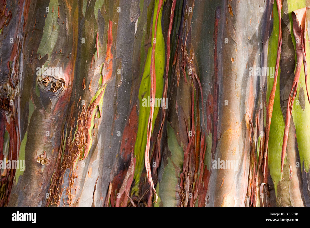 Bark of eucalyptus deglupta rainbow eucalyptus Stock Photo - Alamy