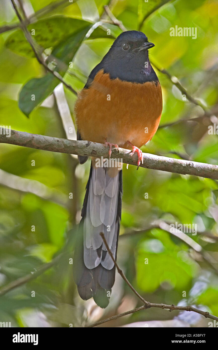 White rumped shama thrush hi-res stock photography and images - Alamy