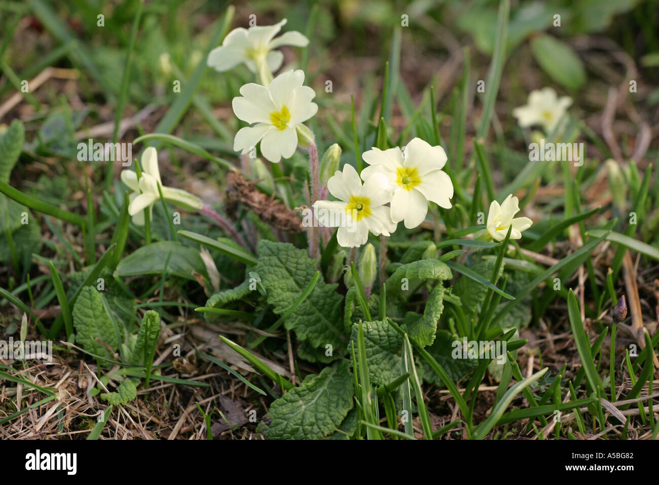 Traditional bright yellow Spring primroses growing in a British ...