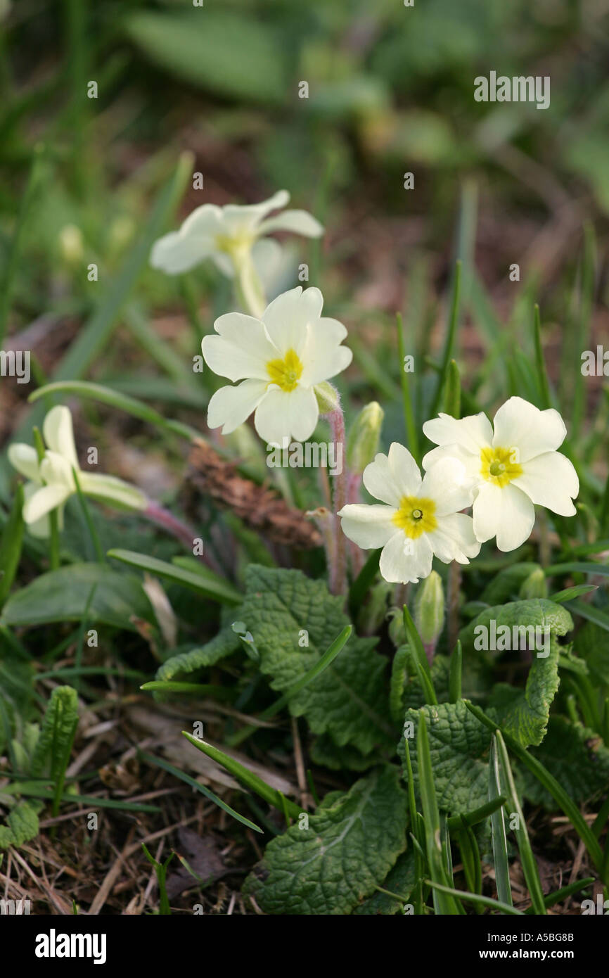 County flower of devon hi-res stock photography and images - Alamy