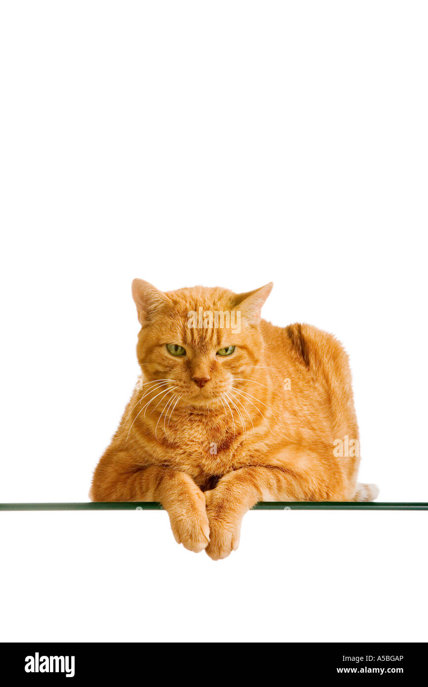 Orange and white cat feet hi-res stock photography and images - Alamy