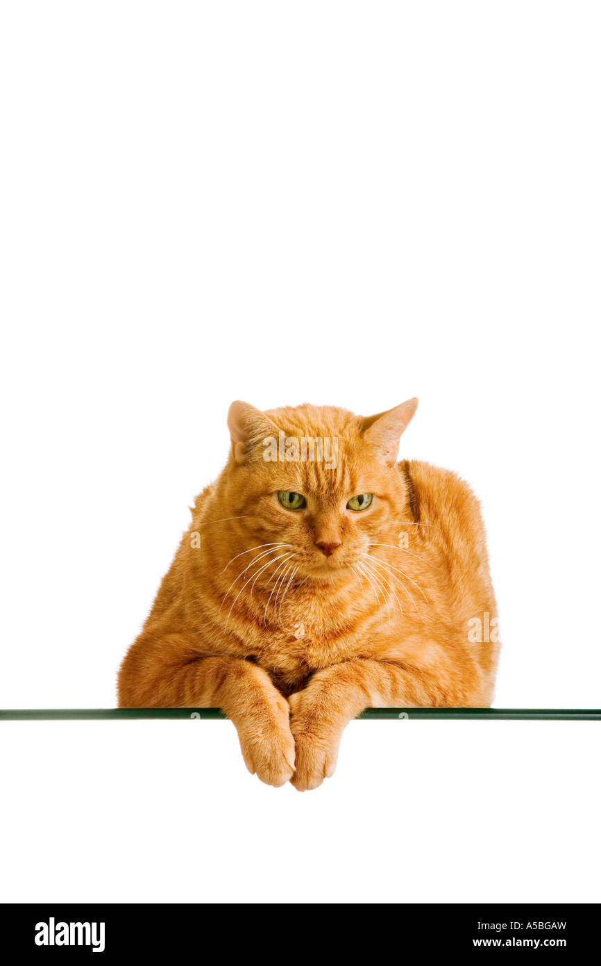 Orange and white cat feet hi-res stock photography and images - Alamy