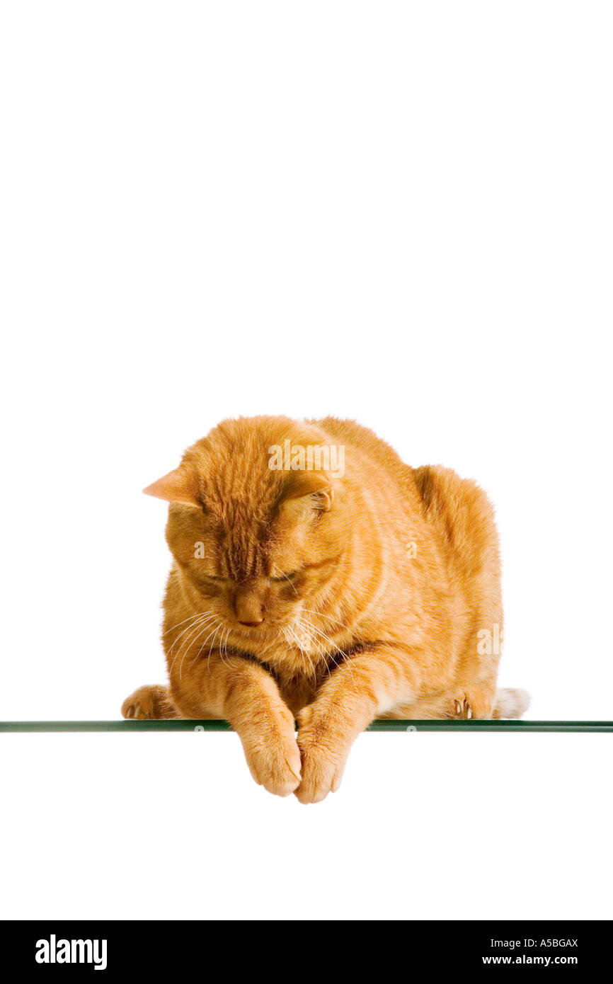 Orange and white cat feet hi-res stock photography and images - Alamy