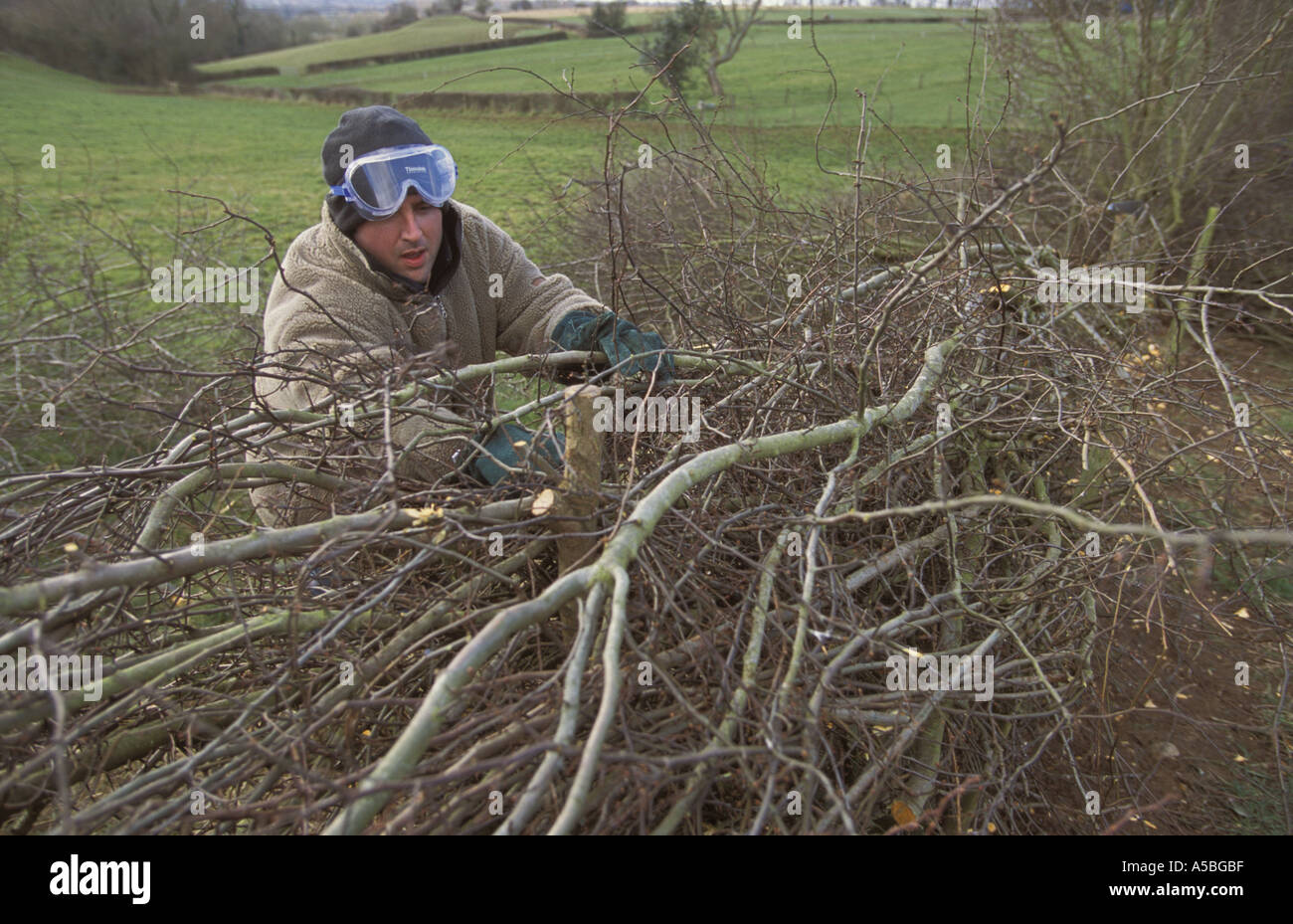 Trainees learning to lay a hedge near Yate in Gloucestershire in ...