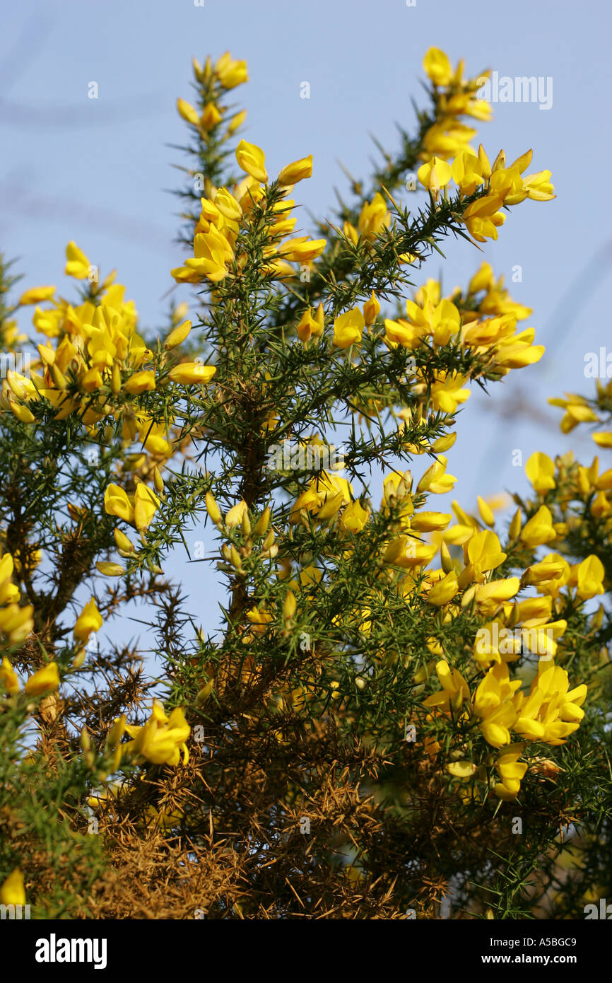 Yellow gorse blossom in bloom during springtime in south Devon England ...