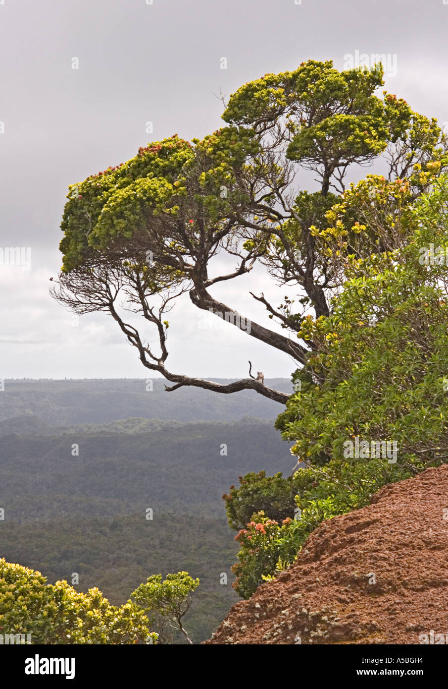 Ohia tree clinging to the side of the cliff at Waimea Canyon Kauai ...