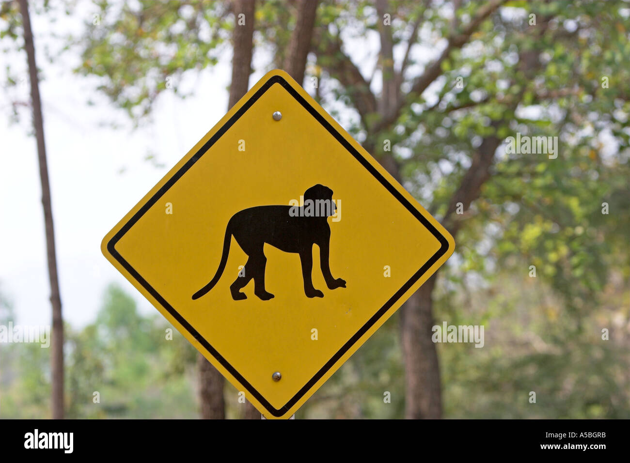 Beware monkeys on road sign Thailand Stock Photo - Alamy